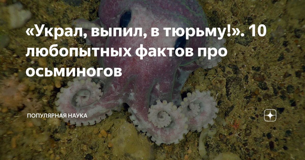 «Украл, выпил, в тюрьму!». 10 любопытных фактов про осьминогов ...