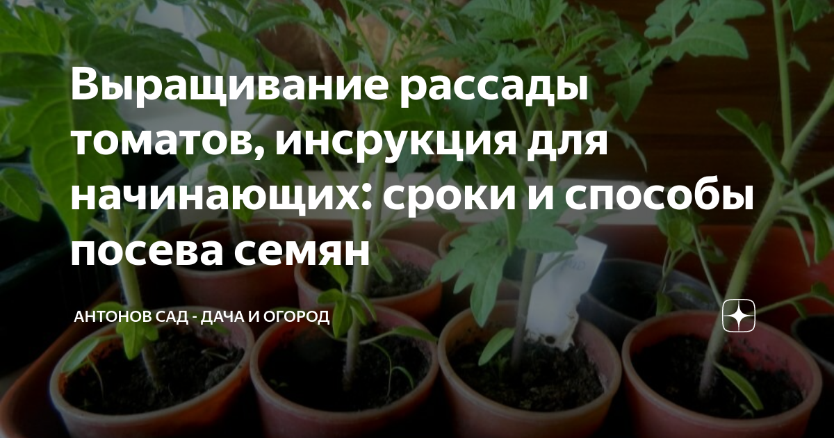 Выращивание рассады томатов, инсрукция для начинающих: сроки и способы ...
