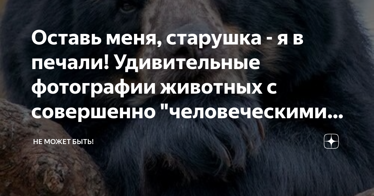 Оставь меня старушка я в печали Удивительные фотографии животных с