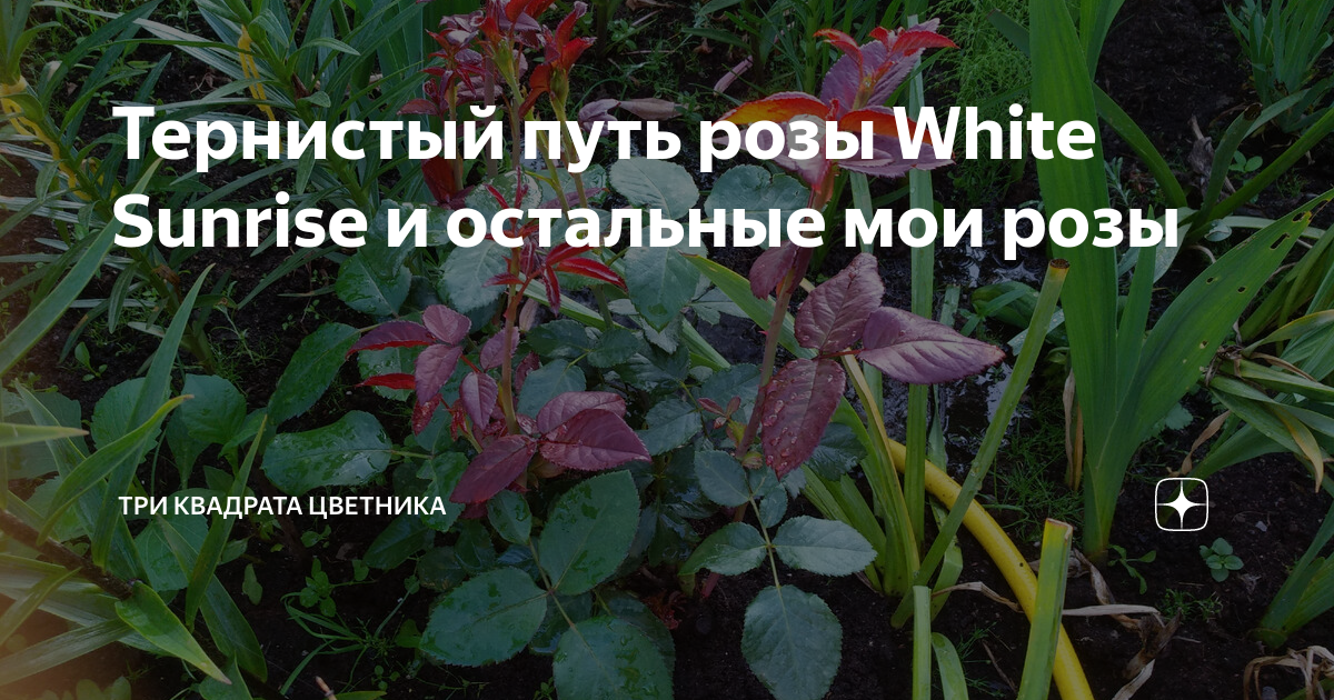 Тернистый путь розы White Sunrise и остальные мои розы | Три квадрата ...