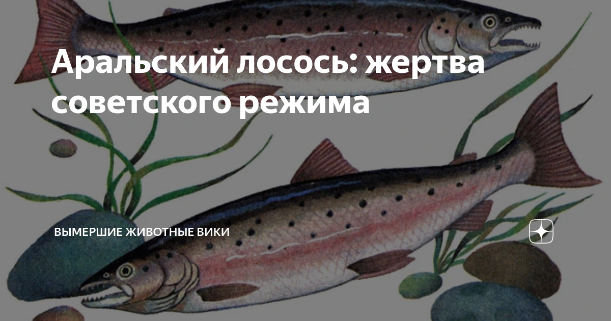 Аральский лосось: жертва советского режима | Вымершие животные вики | Дзен