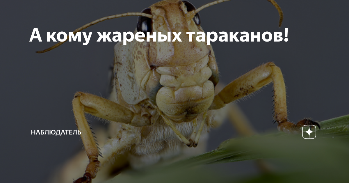 А кому жареных тараканов! | Наблюдатель | Дзен