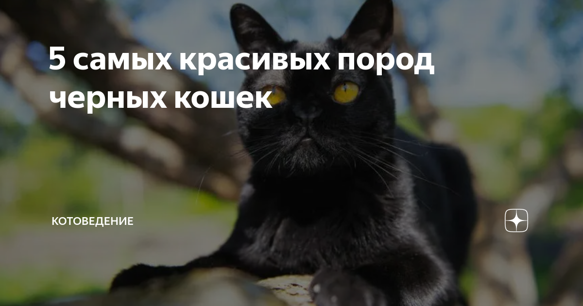 5 самых красивых пород черных кошек КотоВедение Зоопсихолог Юлия