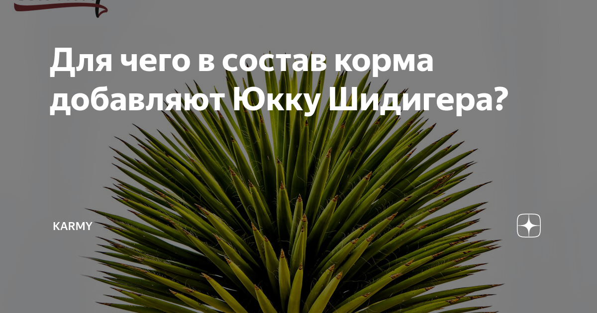 Для чего в состав корма добавляют Юкку Шидигера? | Karmy | Дзен