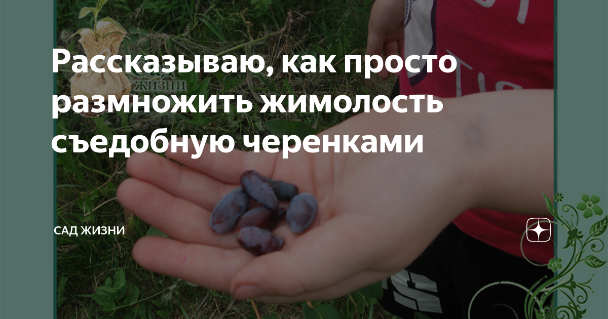 Рассказываю как просто размножить жимолость съедобную черенками Сад