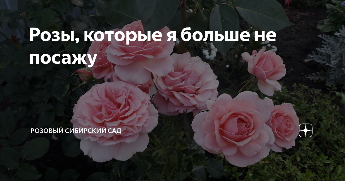 Розы, которые я больше не посажу | Розовый сибирский сад | Дзен