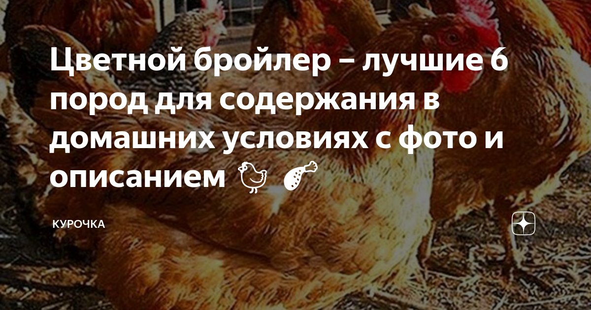 Цветной бройлер – лучшие 6 пород для содержания в домашних условиях с ...