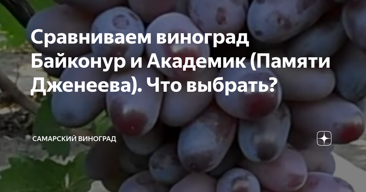 Сравниваем виноград Байконур и Академик (Памяти Дженеева). Что выбрать ...