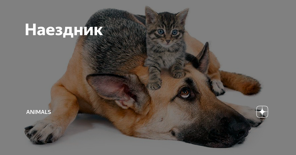Наездник | Animals | Дзен
