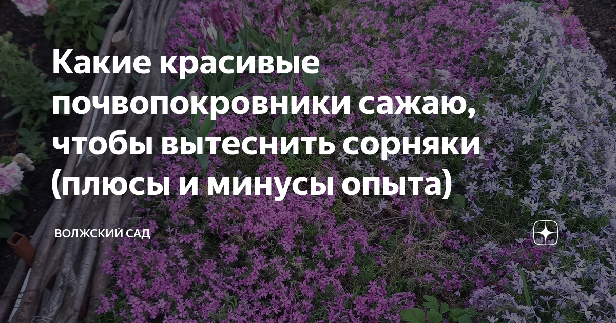 Какие красивые почвопокровники сажаю, чтобы вытеснить сорняки (плюсы и ...