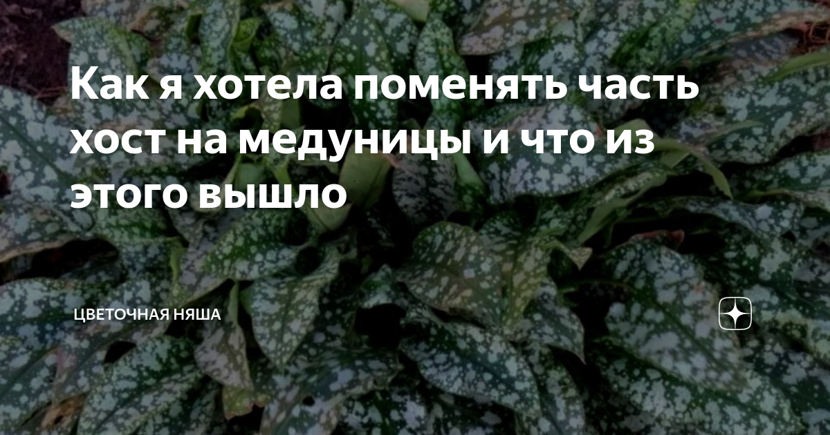 Как я хотела поменять часть хост на медуницы и что из этого вышло ...