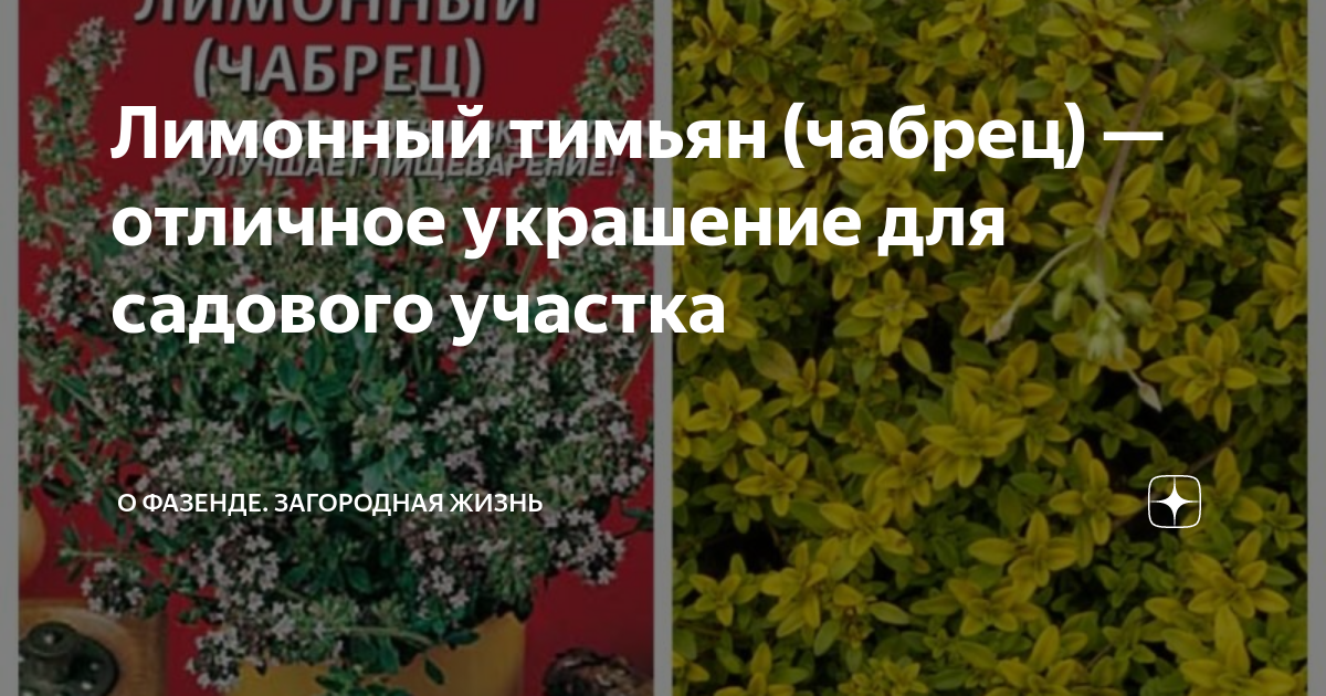 Лимонный тимьян чабрец — отличное украшение для садового участка О