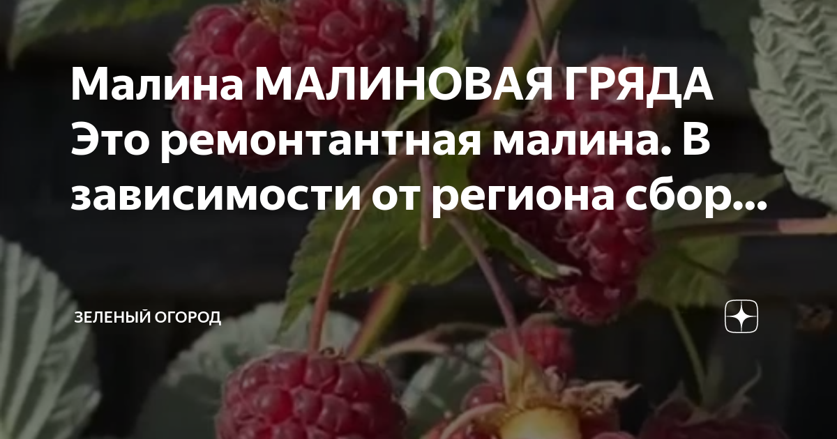 Малина МАЛИНОВАЯ ГРЯДА Это ремонтантная малина. В зависимости от ...