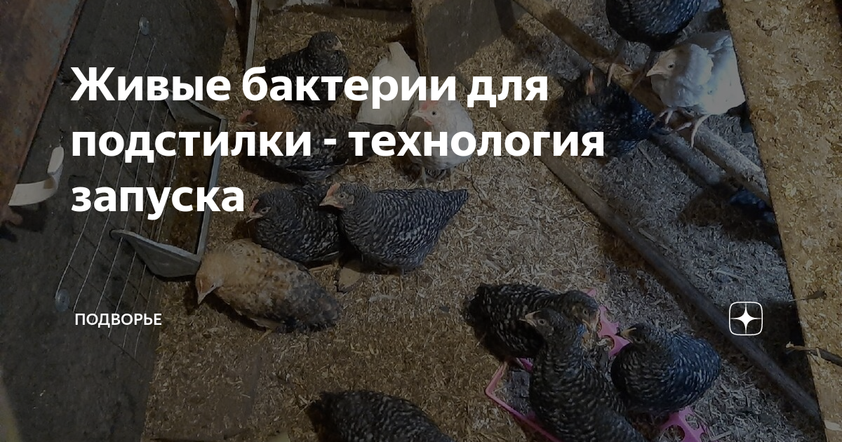 Живые бактерии для подстилки - технология запуска | Птичница на ...