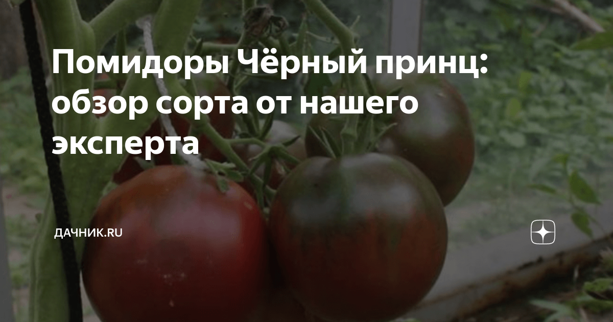 Помидоры Чёрный принц: обзор сорта от нашего эксперта | Дачник.RU | Дзен