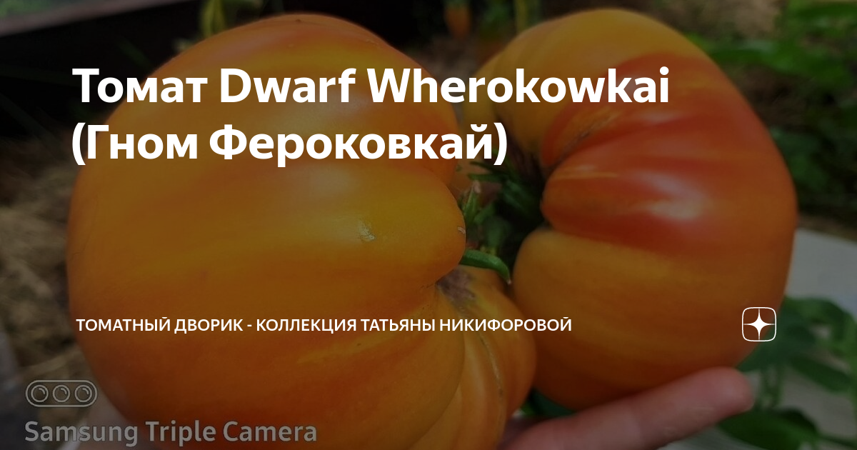 Томат Dwarf Wherokowkai (Гном Фероковкай) | ТОМАТНЫЙ ДВОРИК - коллекция ...