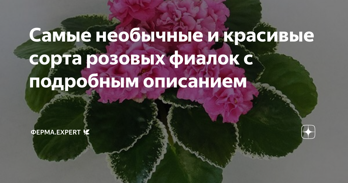 Самые необычные и красивые сорта розовых фиалок с подробным описанием ...