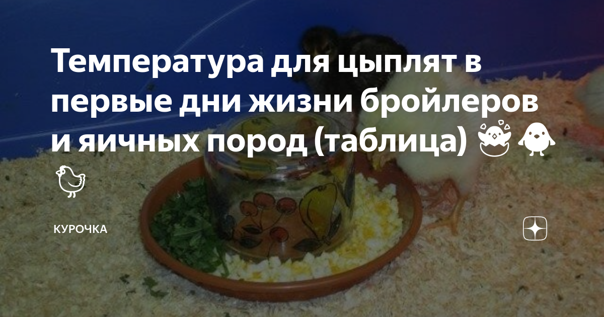 Температура для цыплят в первые дни жизни бройлеров и яичных пород ...