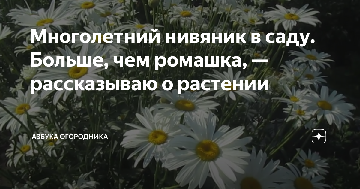 Многолетний нивяник в саду. Больше, чем ромашка, — рассказываю о ...