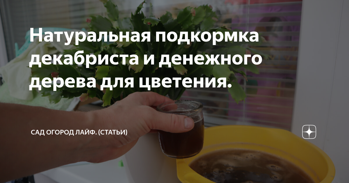 Натуральная подкормка декабриста и денежного дерева для цветения. | Сад ...