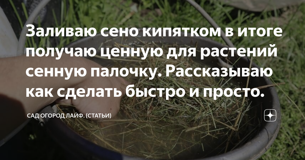 Заливаю сено кипятком в итоге получаю ценную для растений сенную ...
