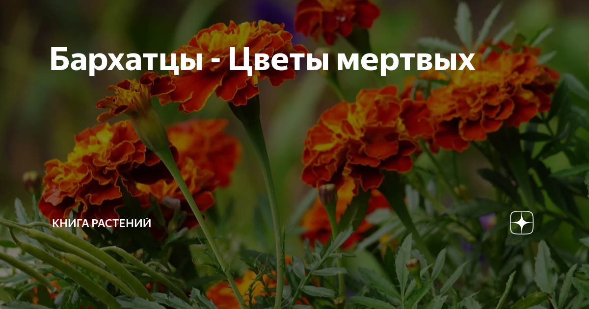 Бархатцы - Цветы мертвых | Книга растений | Дзен
