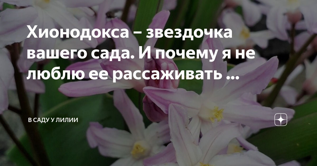 Хионодокса – звездочка вашего сада. И почему я не люблю ее рассаживать ...