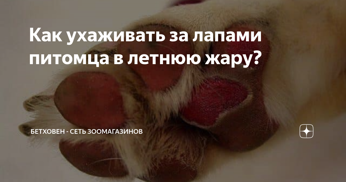 Как ухаживать за лапами питомца в летнюю жару? | Бетховен - сеть ...