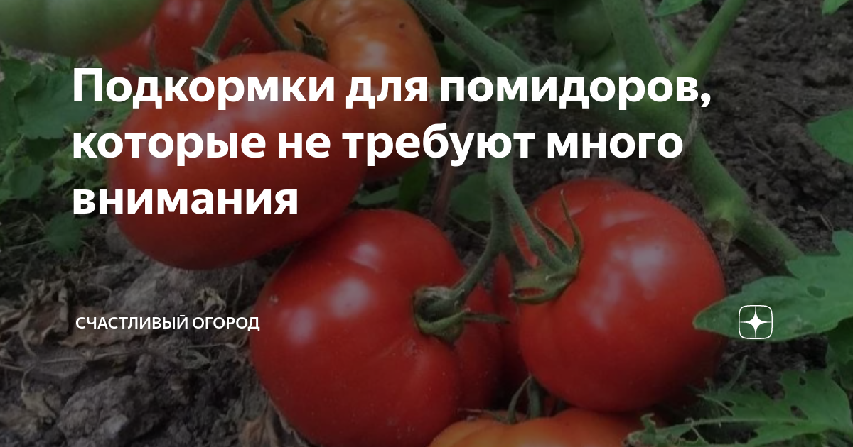 Подкормки для помидоров, которые не требуют много внимания | Счастливый ...