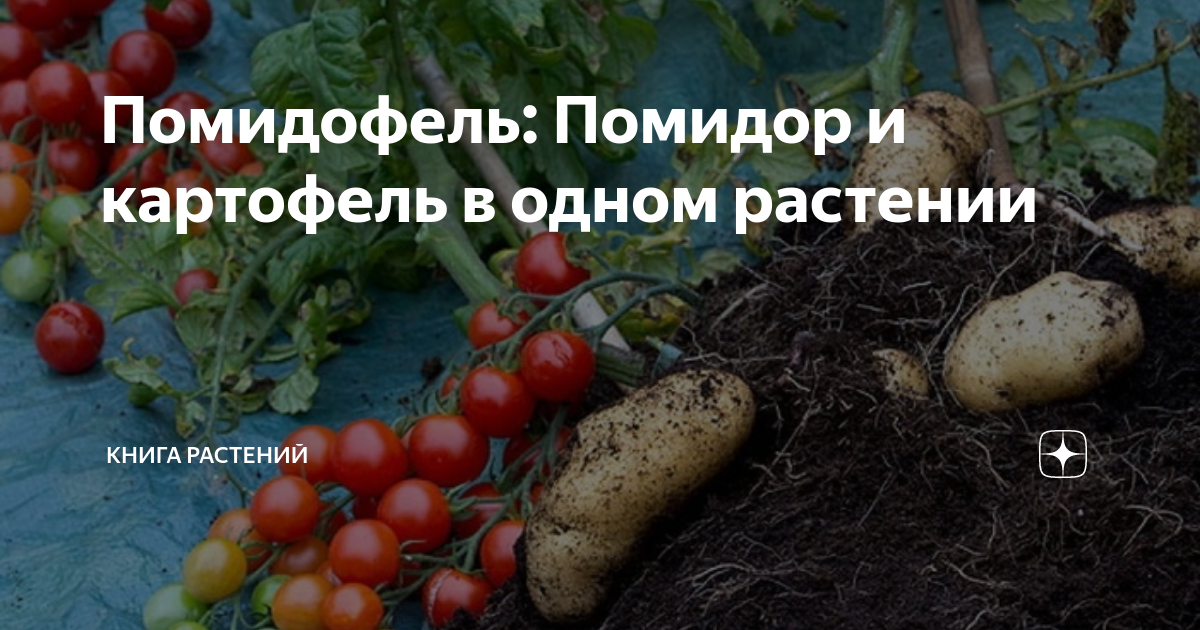 Помидофель: Помидор и картофель в одном растении | Книга растений | Дзен