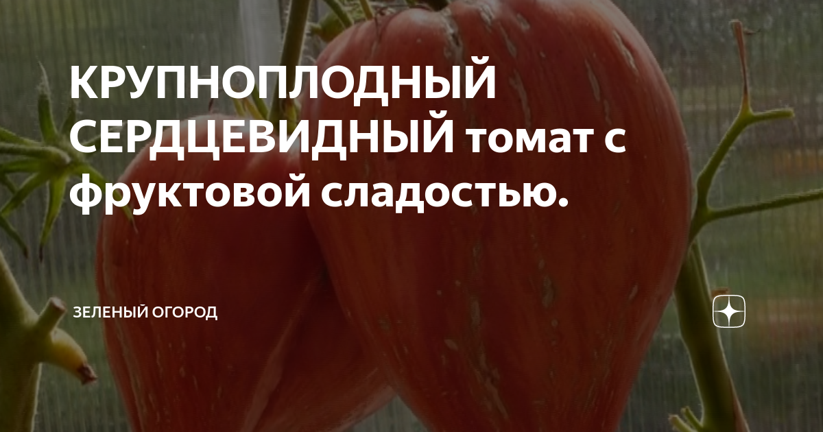 КРУПНОПЛОДНЫЙ СЕРДЦЕВИДНЫЙ томат с фруктовой сладостью. | Зеленый ...