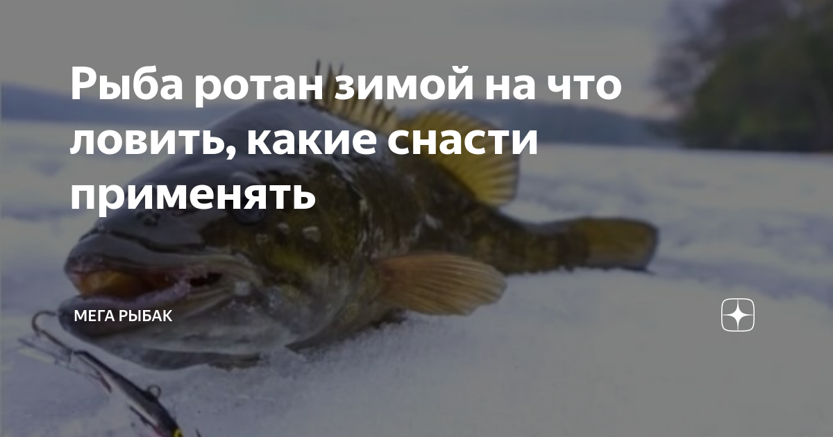 Рыба ротан зимой на что ловить, какие снасти применять | Мега Рыбак | Дзен