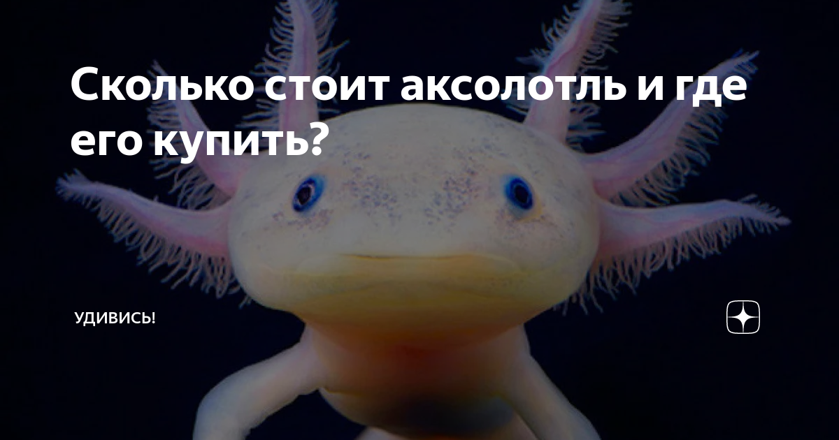 Сколько стоит аксолотль и где его купить? | Удивись! | Дзен