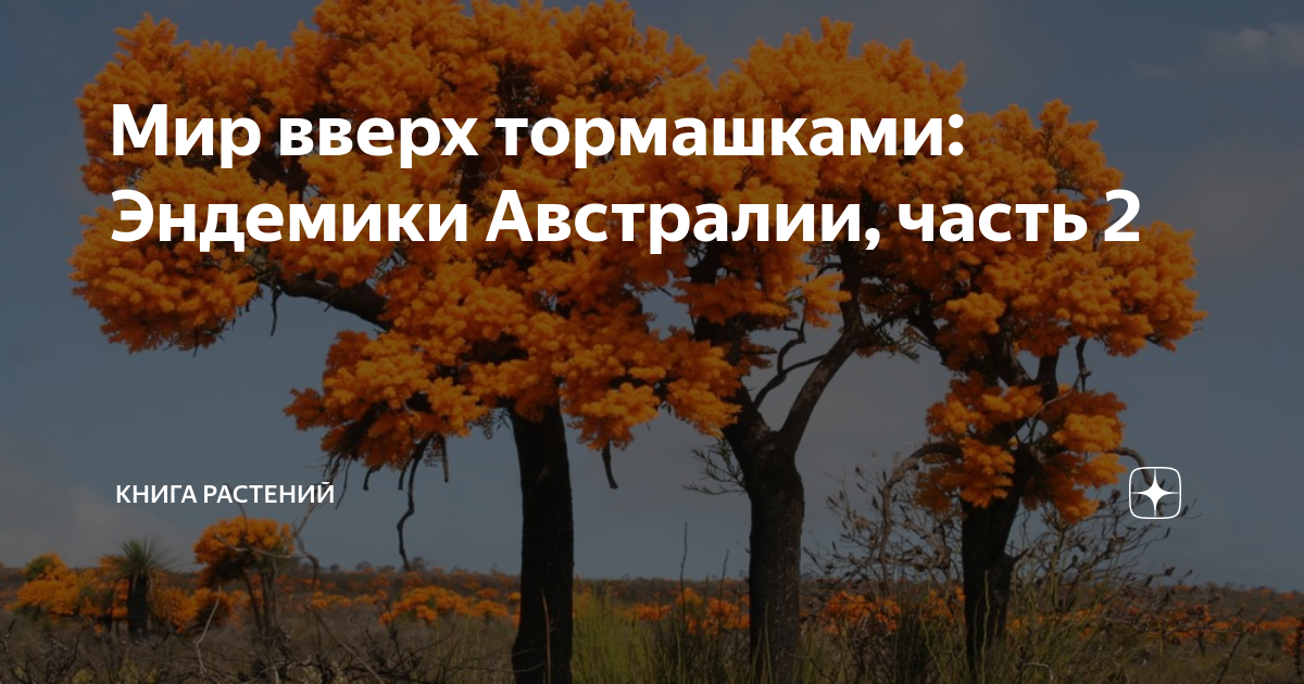 Мир вверх тормашками: Эндемики Австралии, часть 2 | Книга растений | Дзен