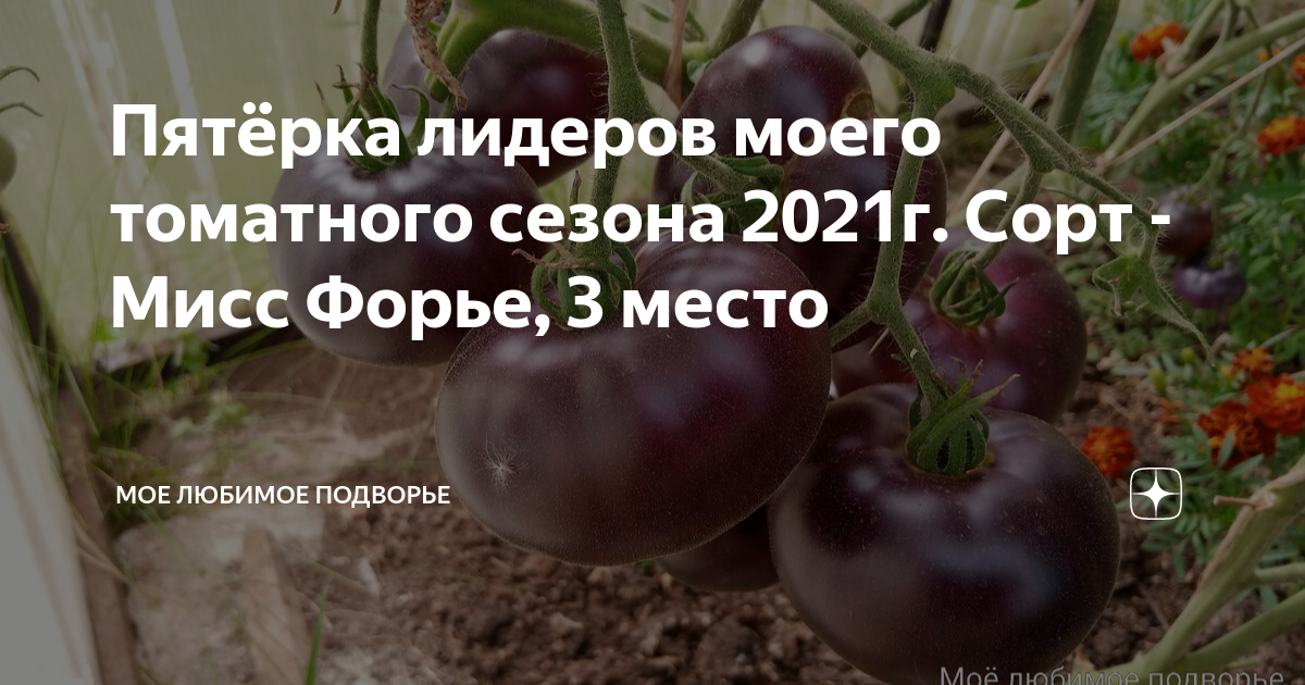 Пятёрка лидеров моего томатного сезона 2021г. Сорт - Мисс Форье, 3 ...