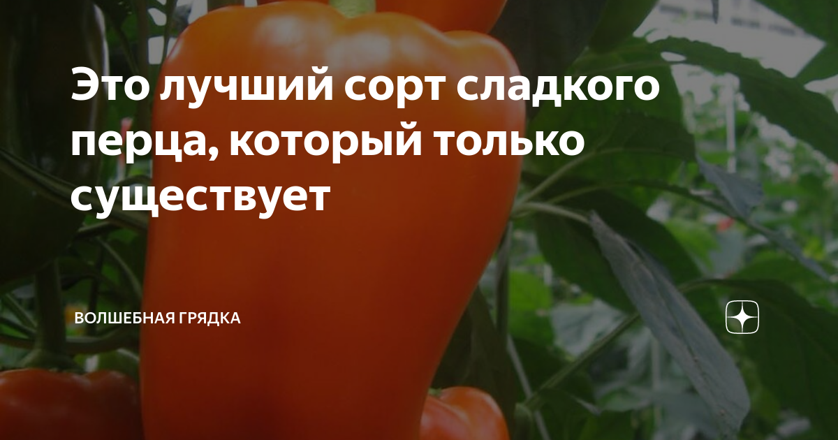 Это лучший сорт сладкого перца, который только существует | Волшебная ...
