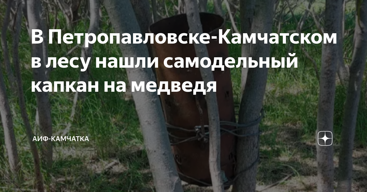 В Петропавловске-Камчатском в лесу нашли самодельный капкан на медведя ...