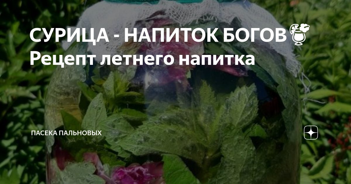 СУРИЦА - НАПИТОК БОГОВ🍹Рецепт летнего напитка | Пасека Пальновых | Дзен