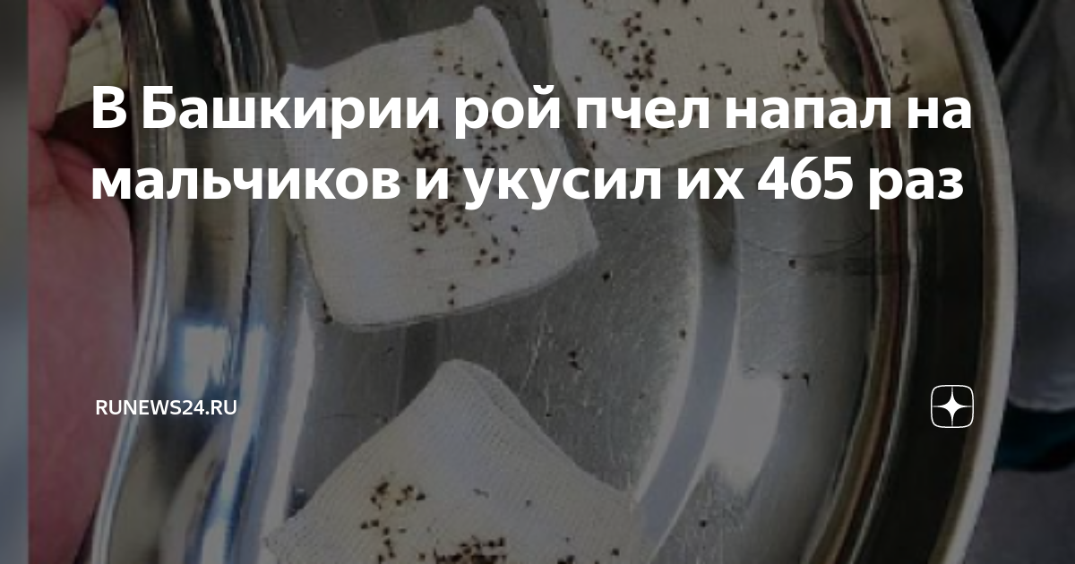 В Башкирии рой пчел напал на мальчиков и укусил их 465 раз | RuNews24.ru | Дзен