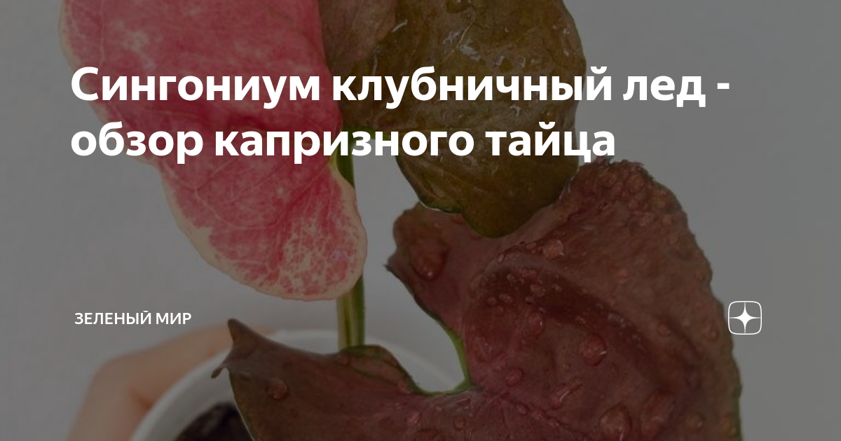 Сингониум клубничный лед - обзор капризного тайца | Зеленый Мир | Дзен