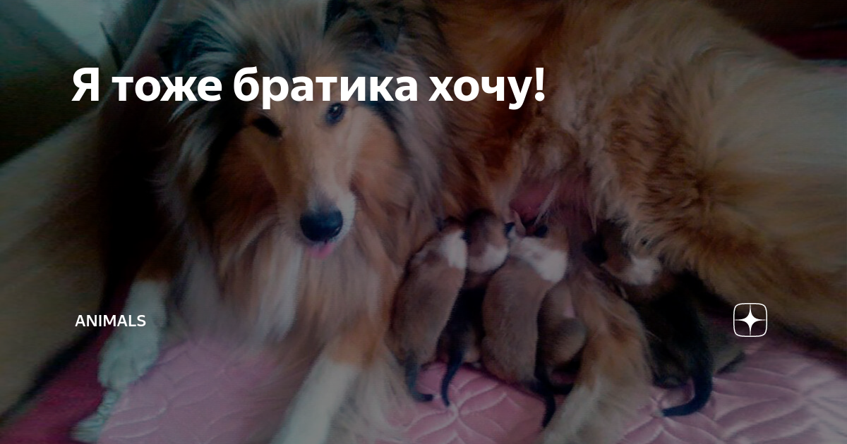Я тоже братика хочу! | Animals | Дзен