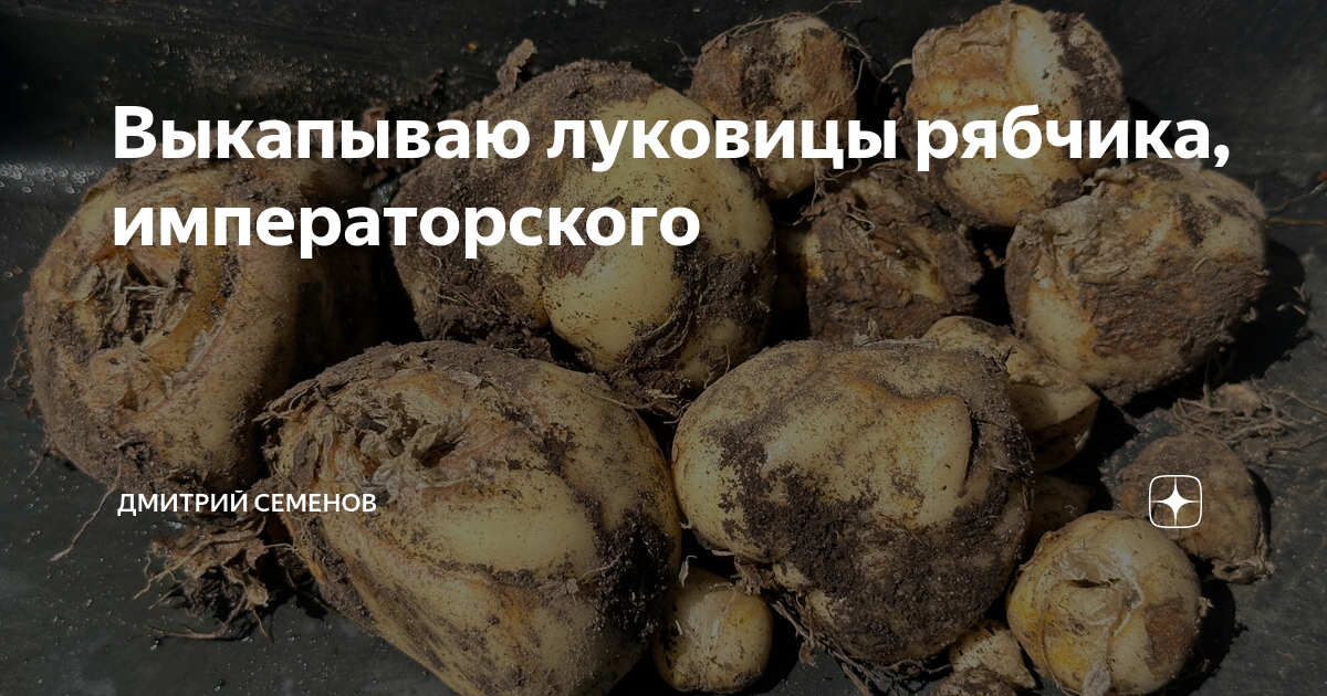 Выкапываю луковицы рябчика, императорского | Дмитрий Семенов | Дзен