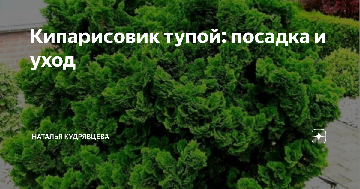 Кипарисовик тупой: посадка и уход | Волшебный сад | Дзен