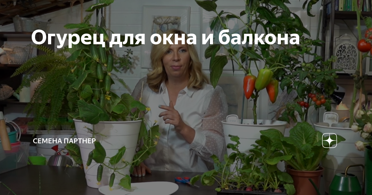 Огурец для окна и балкона | Семена Партнер | Дзен