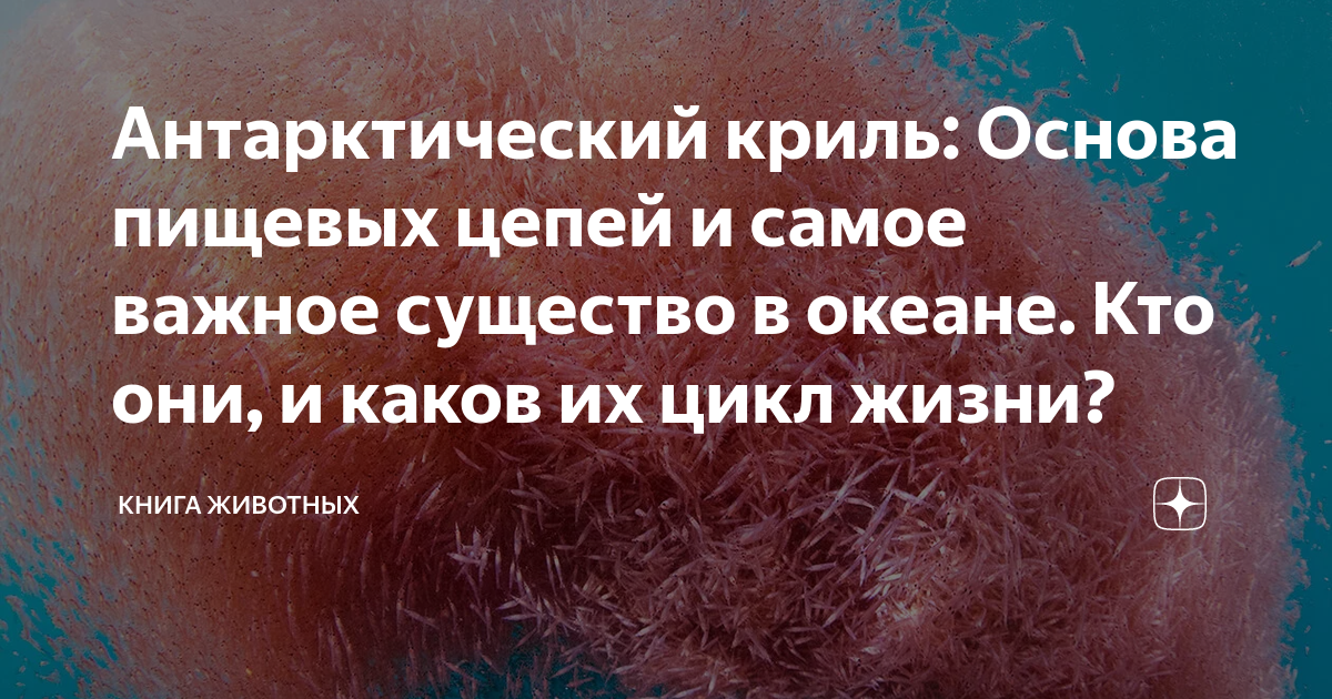 Антарктический криль: Основа пищевых цепей и самое важное существо в ...