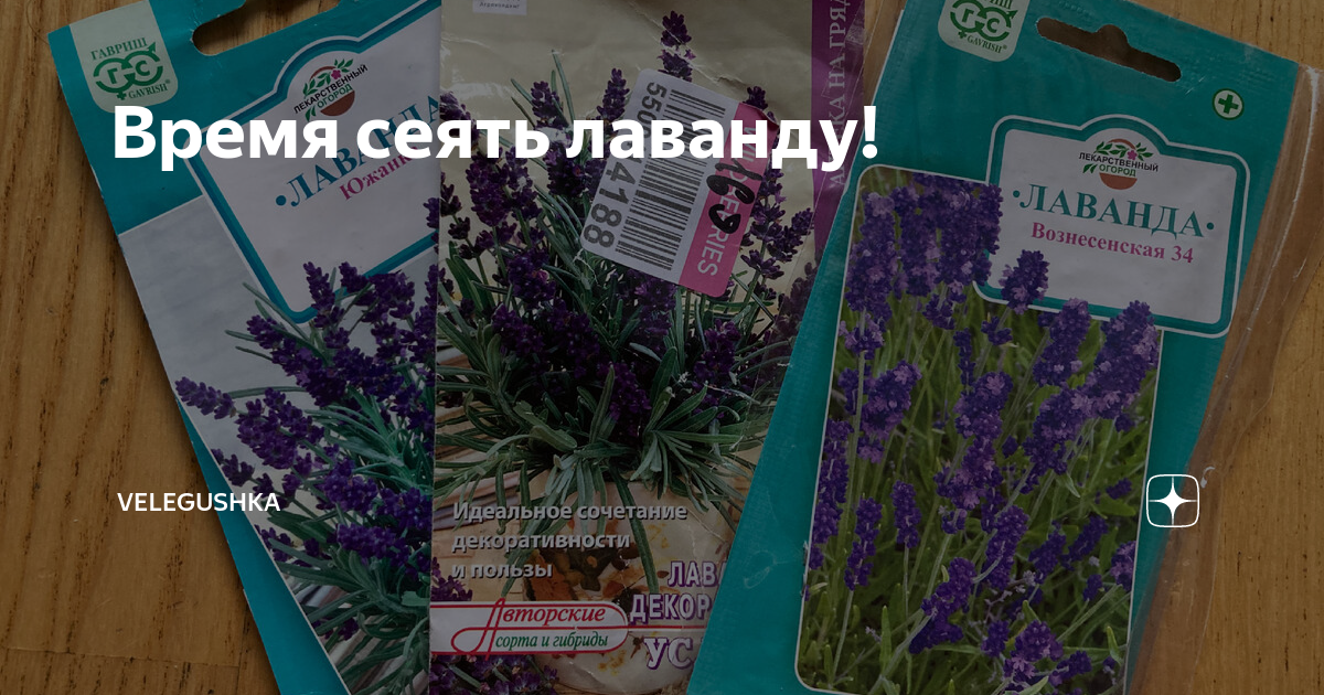 Время сеять лаванду! | velegushka | Дзен