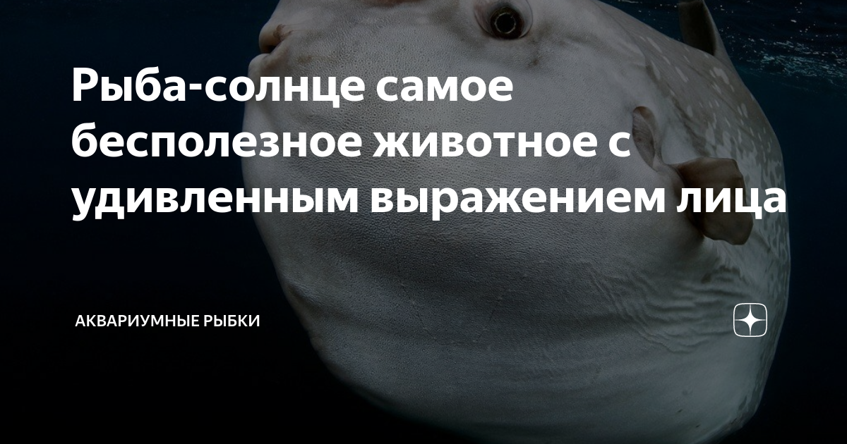 Рыба-солнце самое бесполезное животное с удивленным выражением лица ...