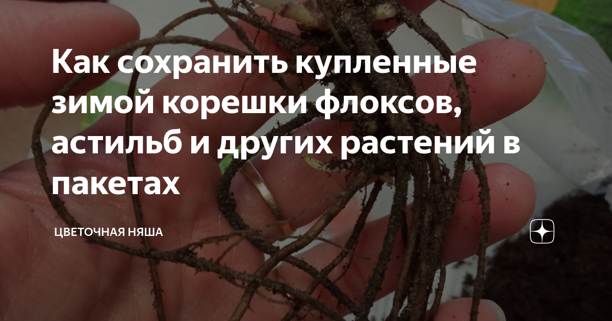 Как сохранить купленные зимой корешки флоксов астильб и других