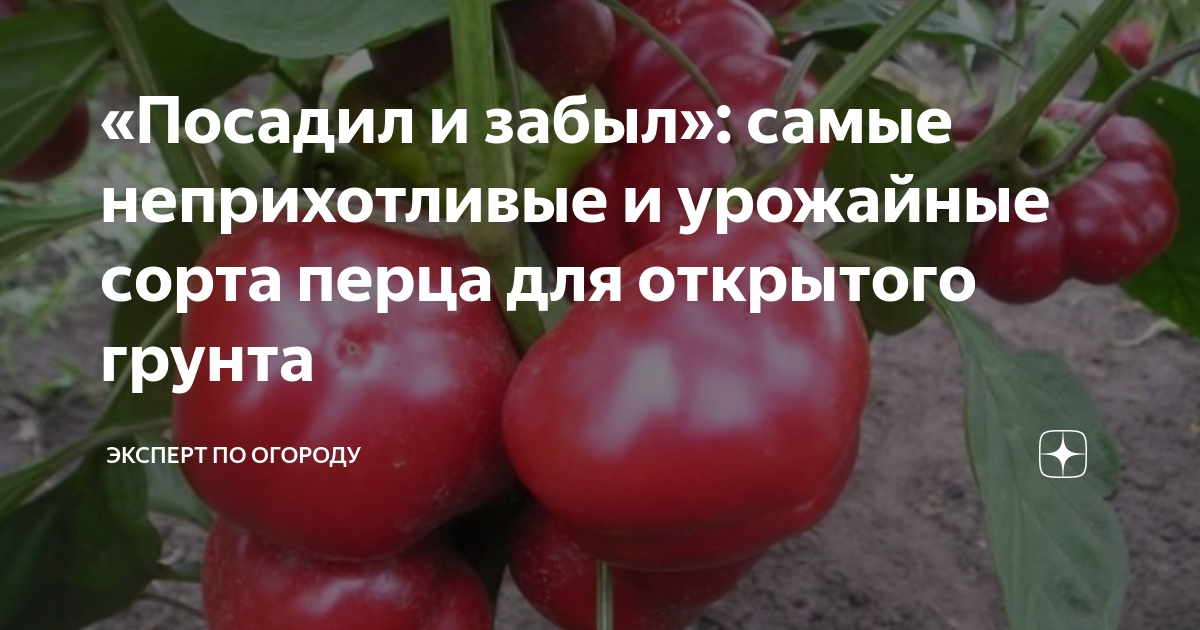 «Посадил и забыл»: самые неприхотливые и урожайные сорта перца для ...