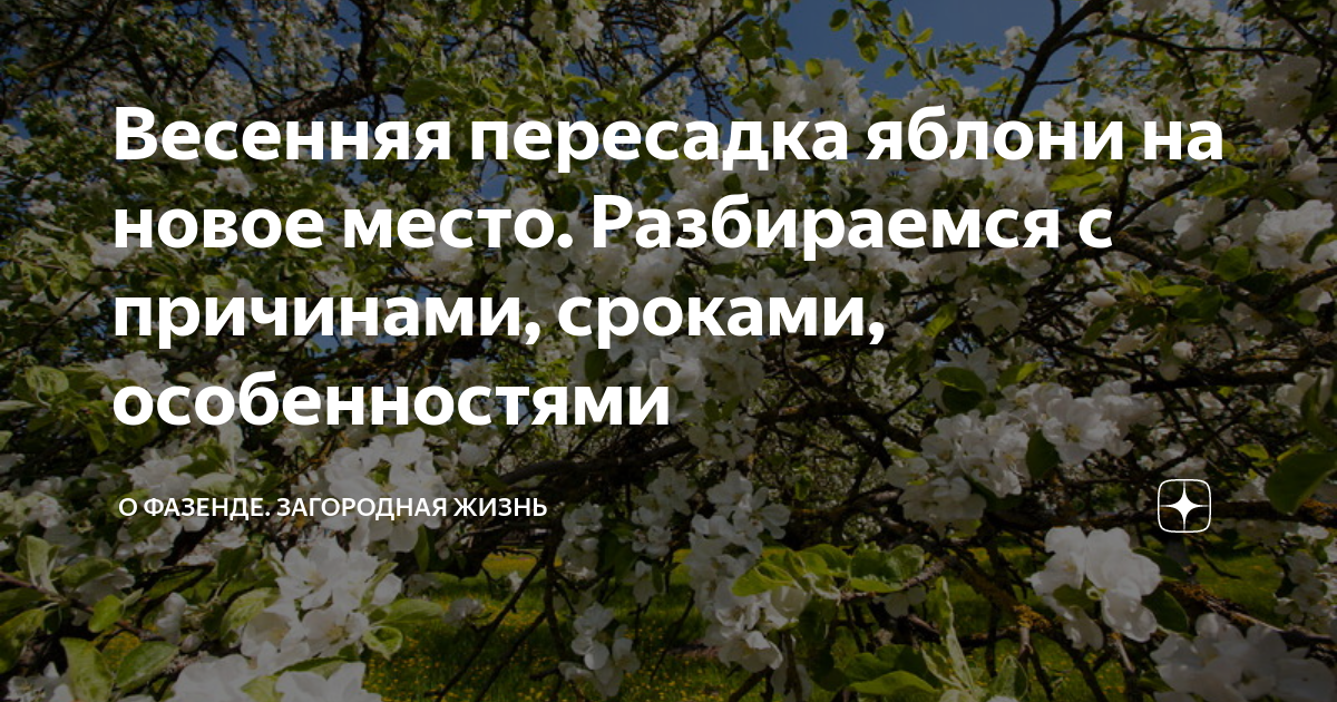 Весенняя пересадка яблони на новое место. Разбираемся с причинами ...